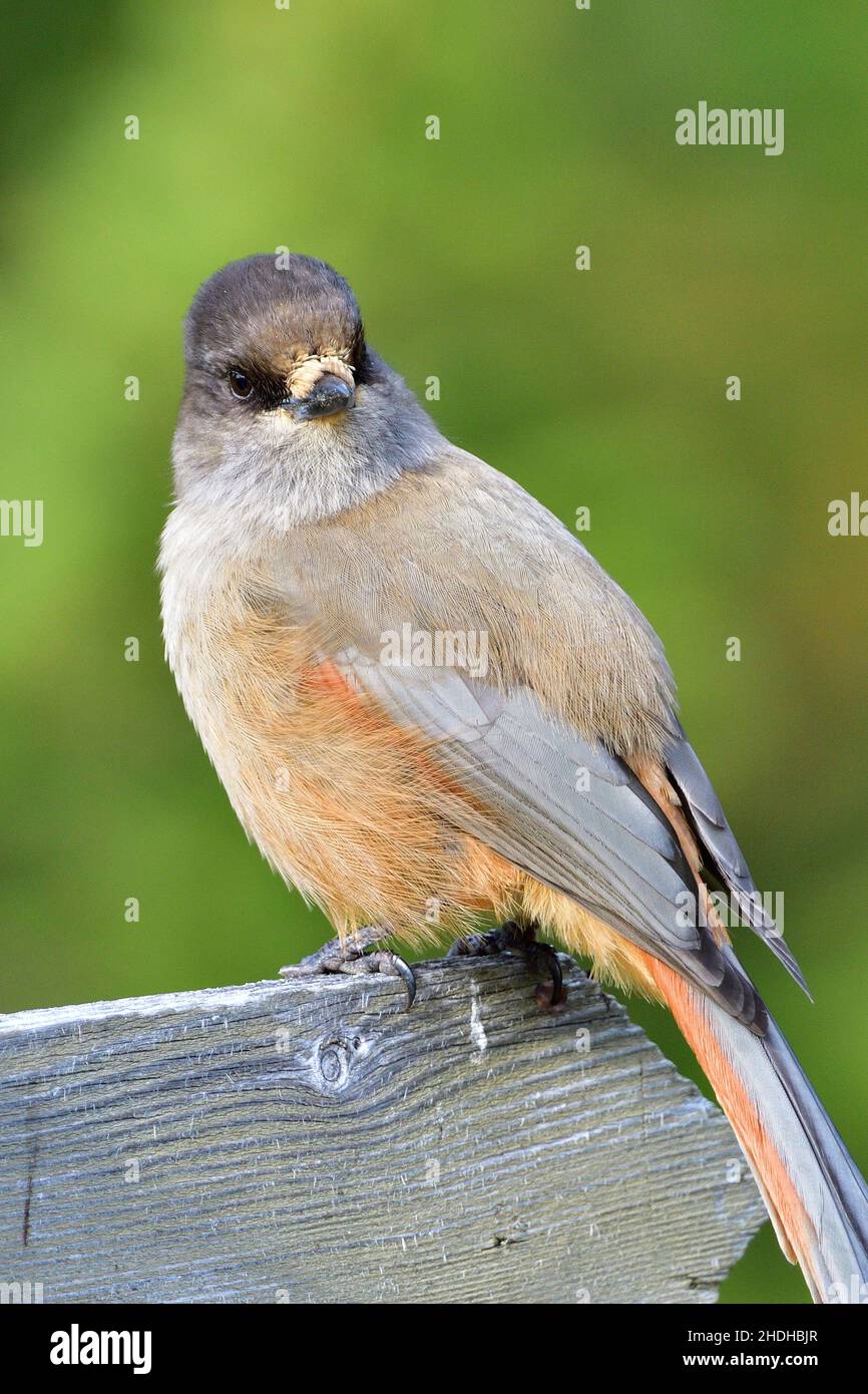 Unlucky raven hi-res stock photography and images - Alamy