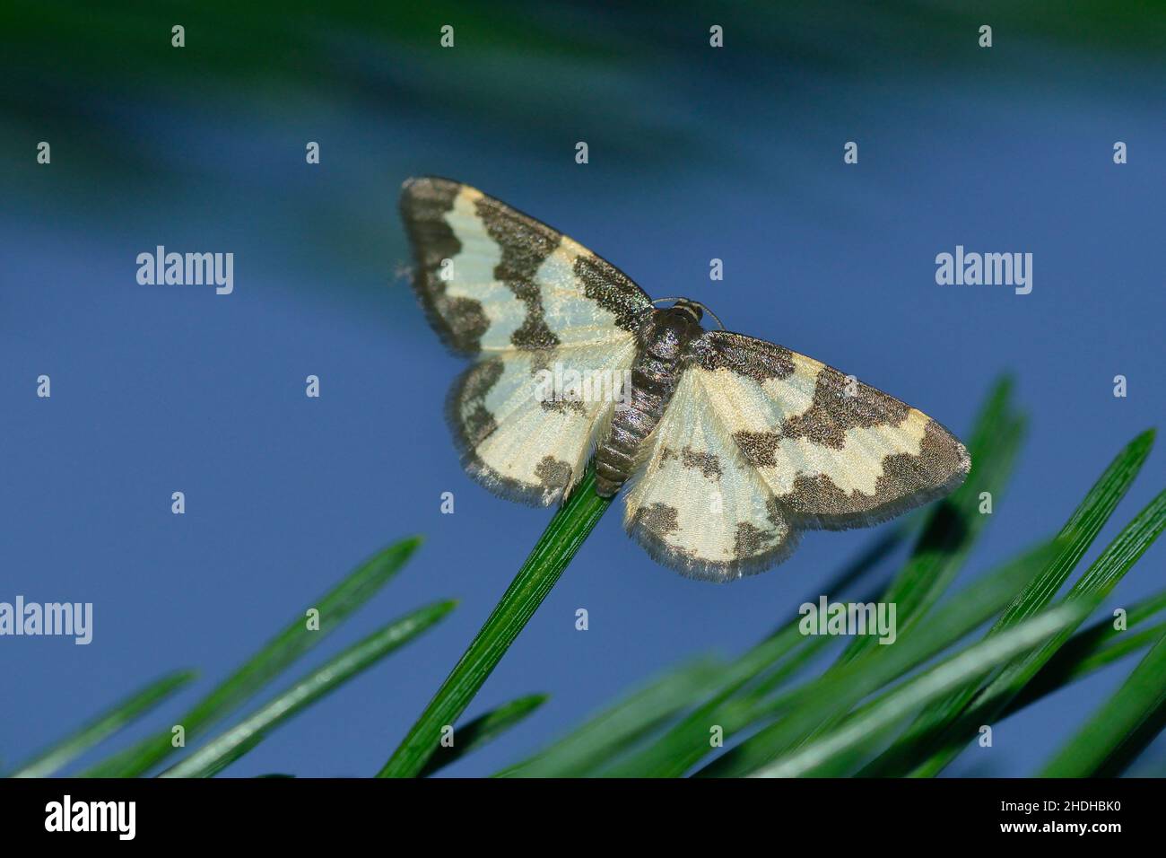 Clouded border moth hi-res stock photography and images - Alamy