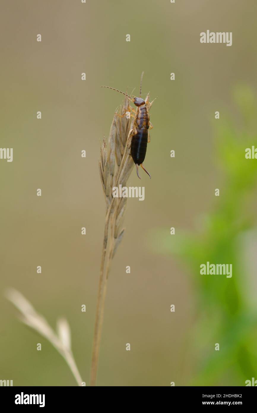 Earwig wild hi-res stock photography and images - Alamy