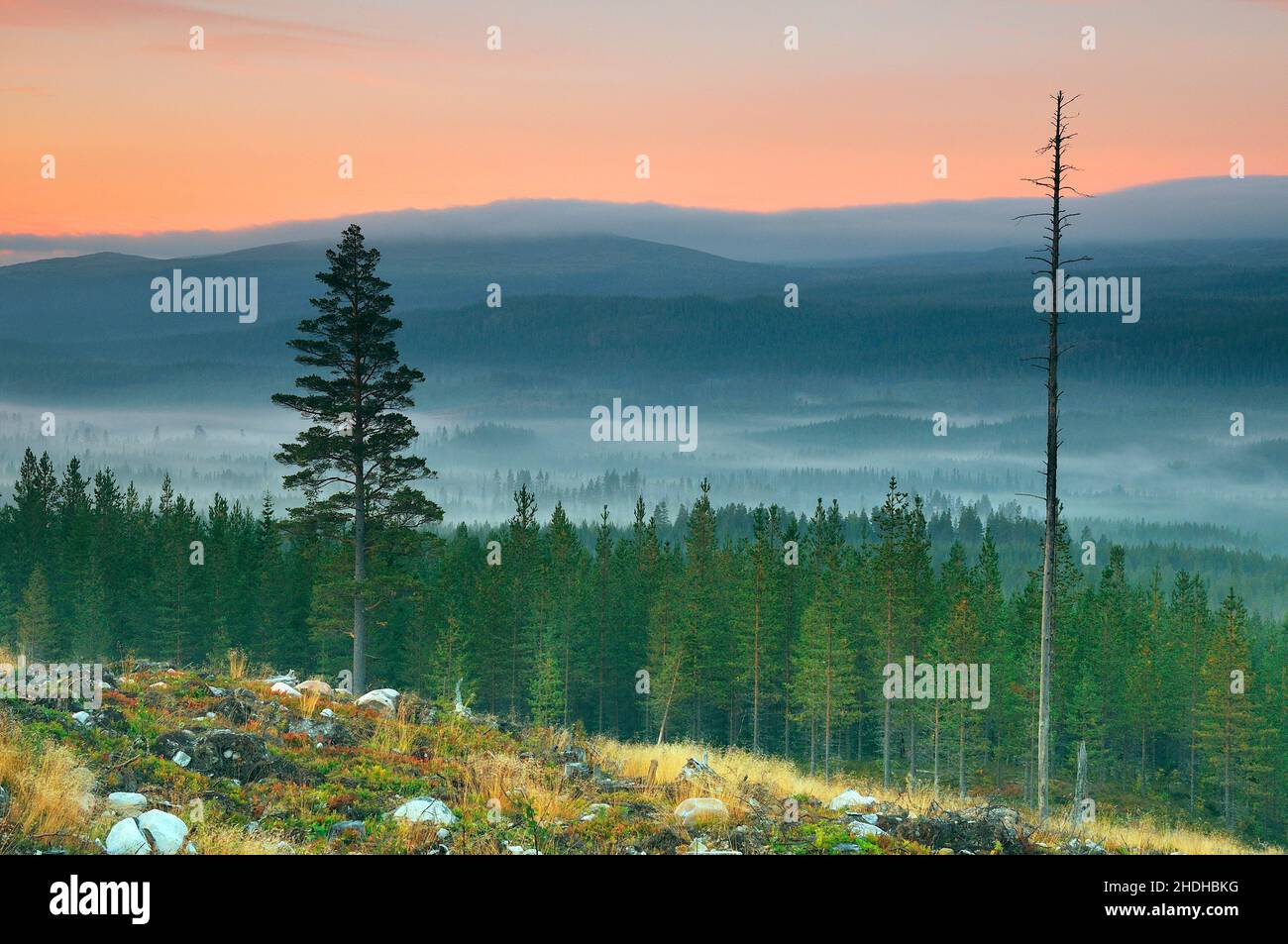 Timberlines hi-res stock photography and images - Alamy