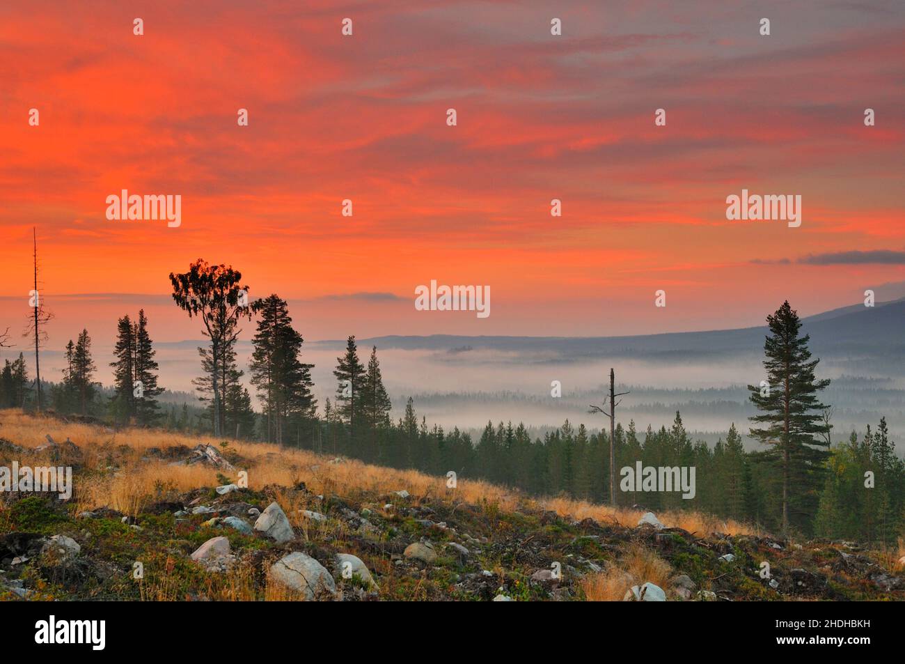 Timberlines hi-res stock photography and images - Alamy