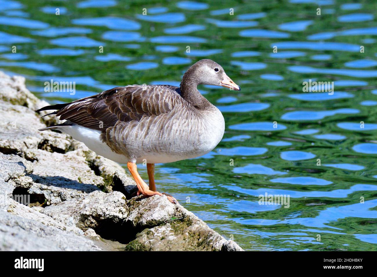 Canada greylag goose hybrid hi-res stock photography and images - Alamy