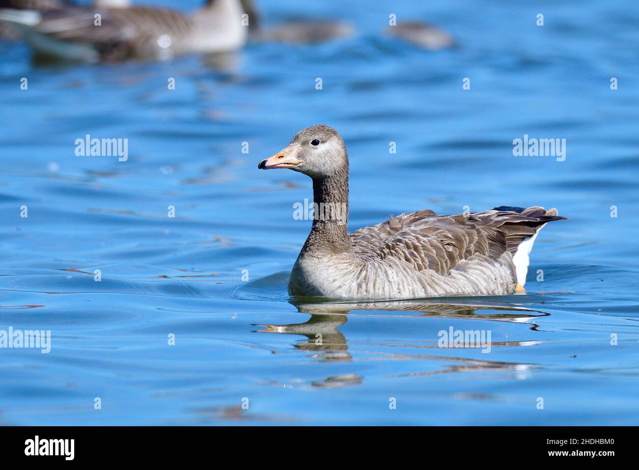 goose, hybrid, gooses, hybrids Stock Photo - Alamy
