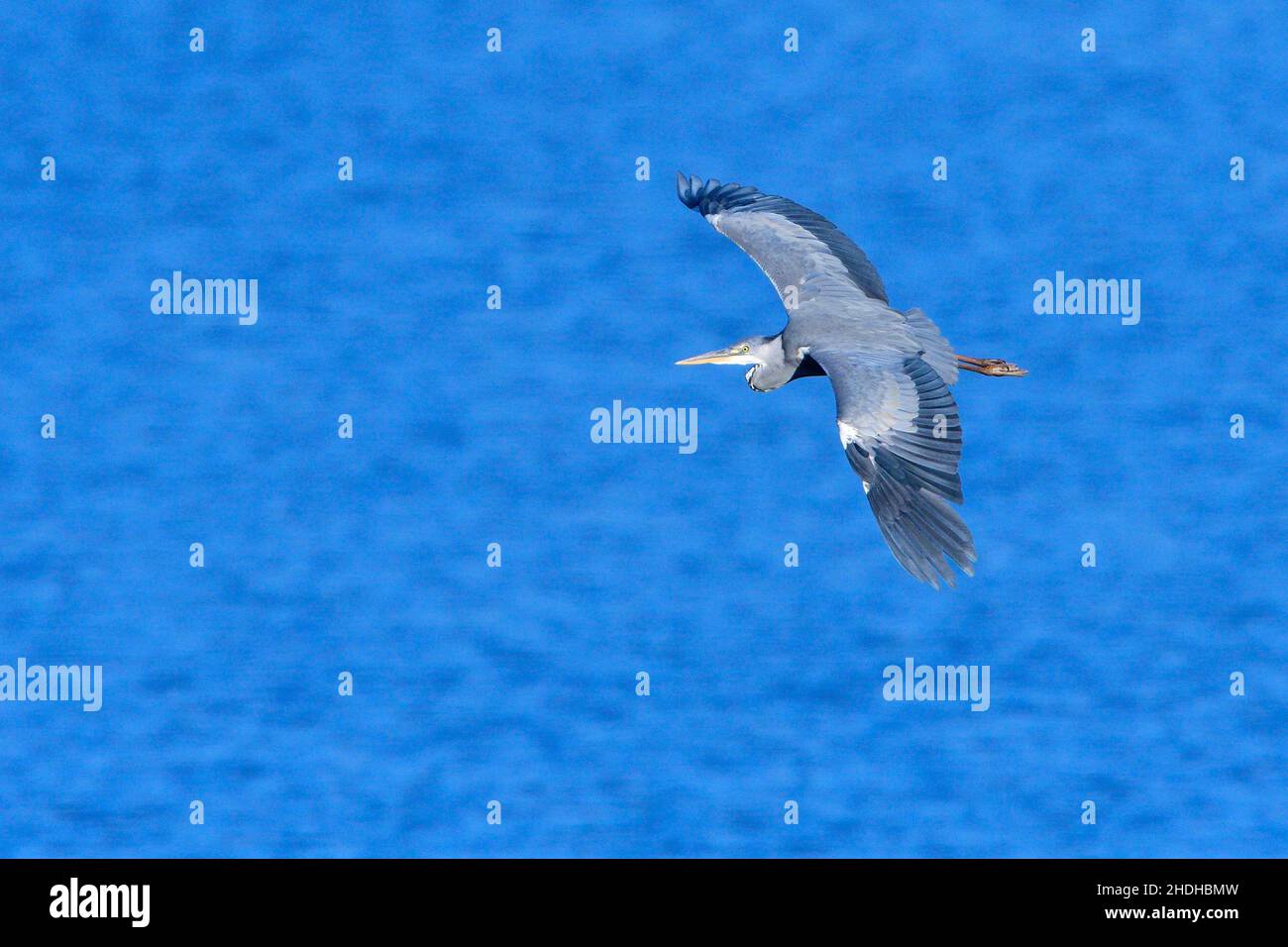 gray heron, gray herons Stock Photo - Alamy