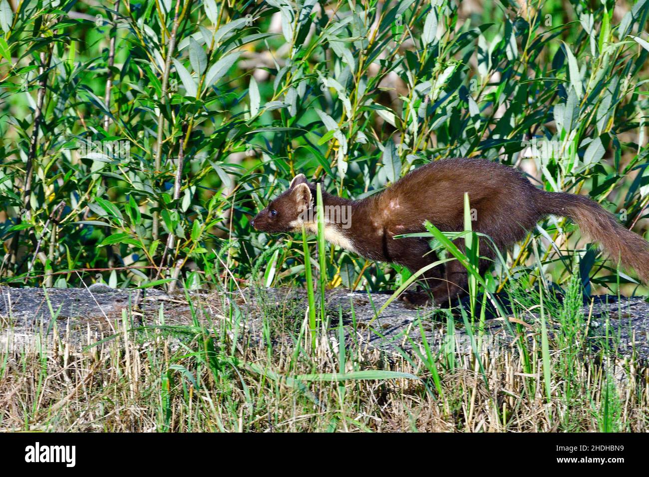 Pine marten running hi-res stock photography and images - Alamy