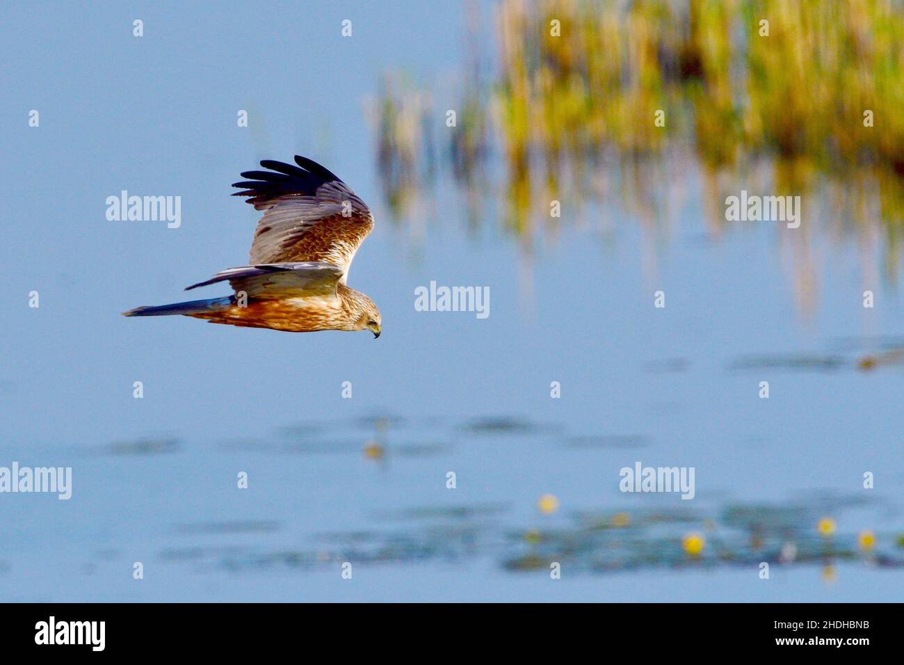 marsh harrier, marsh harriers Stock Photo - Alamy