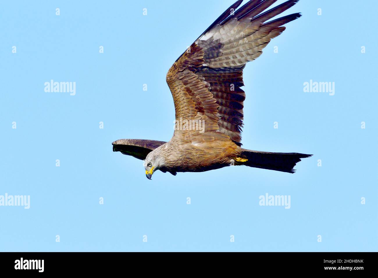 black kite, black kites Stock Photo - Alamy