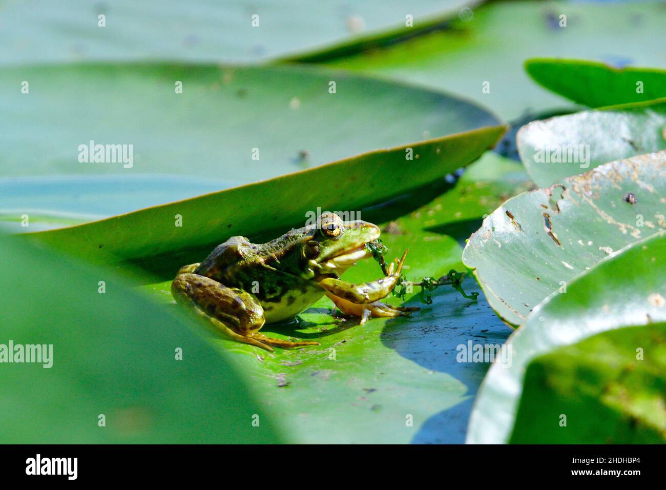 edible frog, edible frogs Stock Photo - Alamy