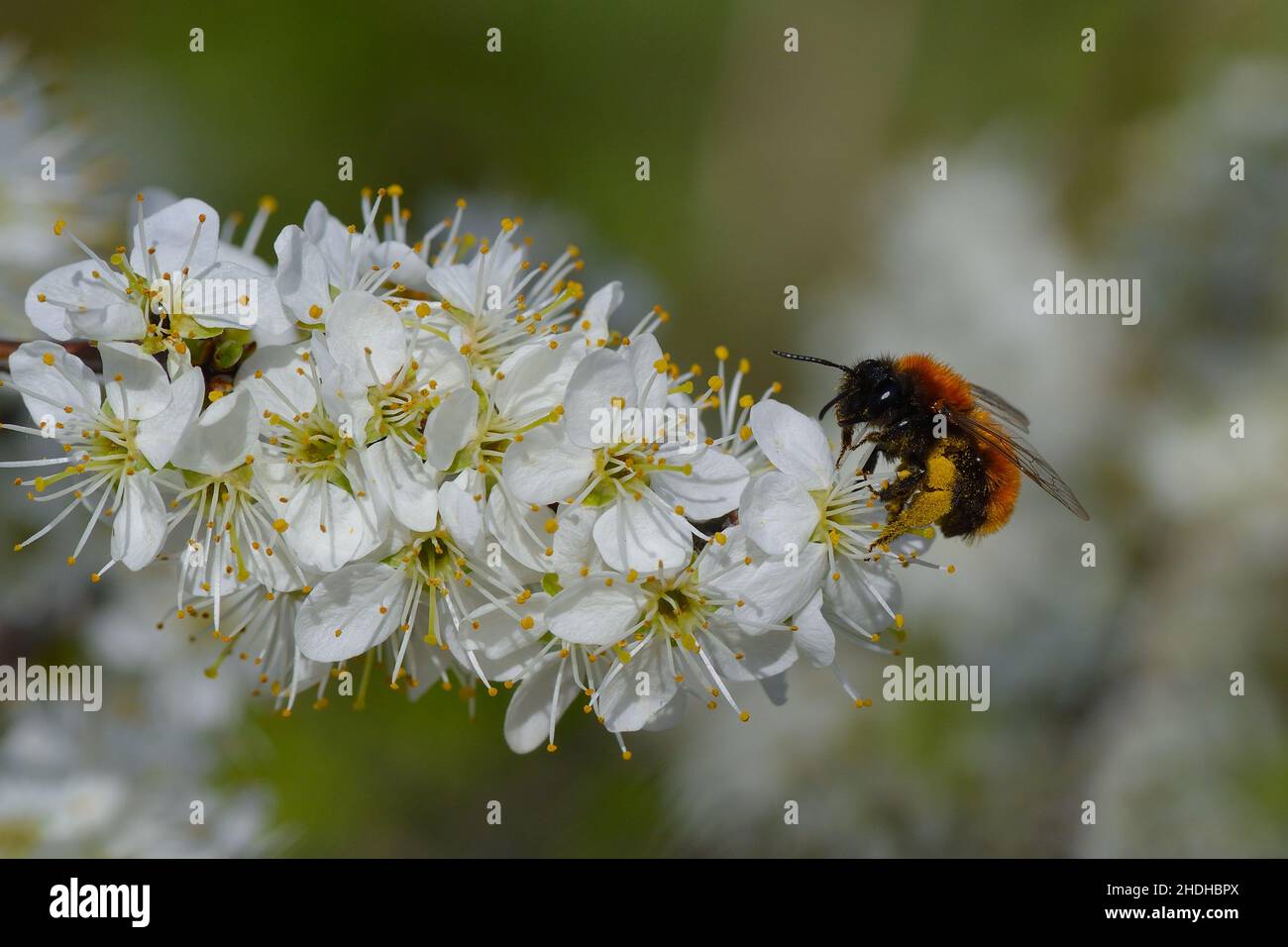 tawny mining bee Stock Photo - Alamy
