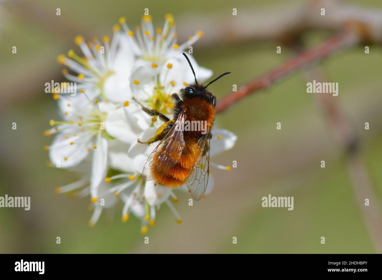 tawny mining bee Stock Photo - Alamy