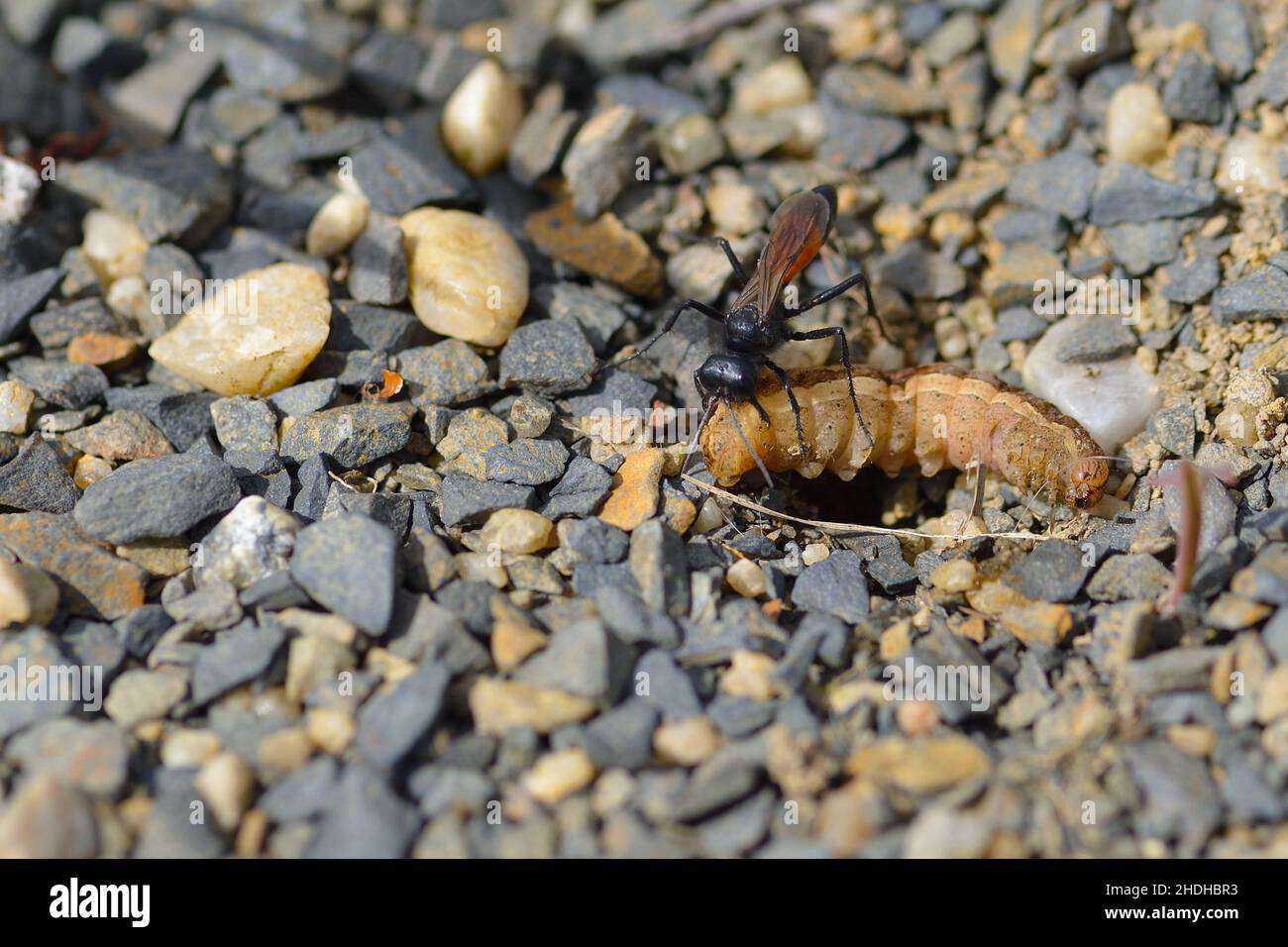 red-banded sand wasp, inchworm Stock Photo - Alamy