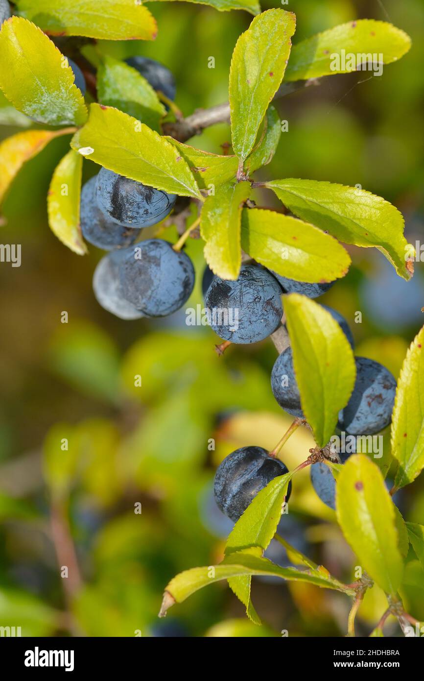 prunus spinosa, blackthorn, prunus spinosas Stock Photo - Alamy