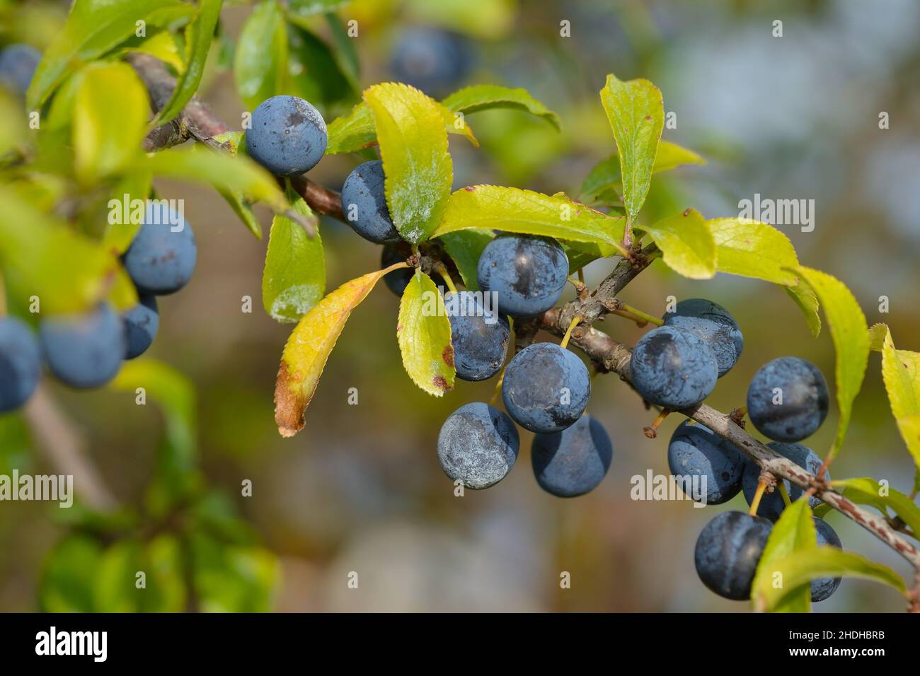 prunus spinosa, blackthorn, prunus spinosas Stock Photo - Alamy