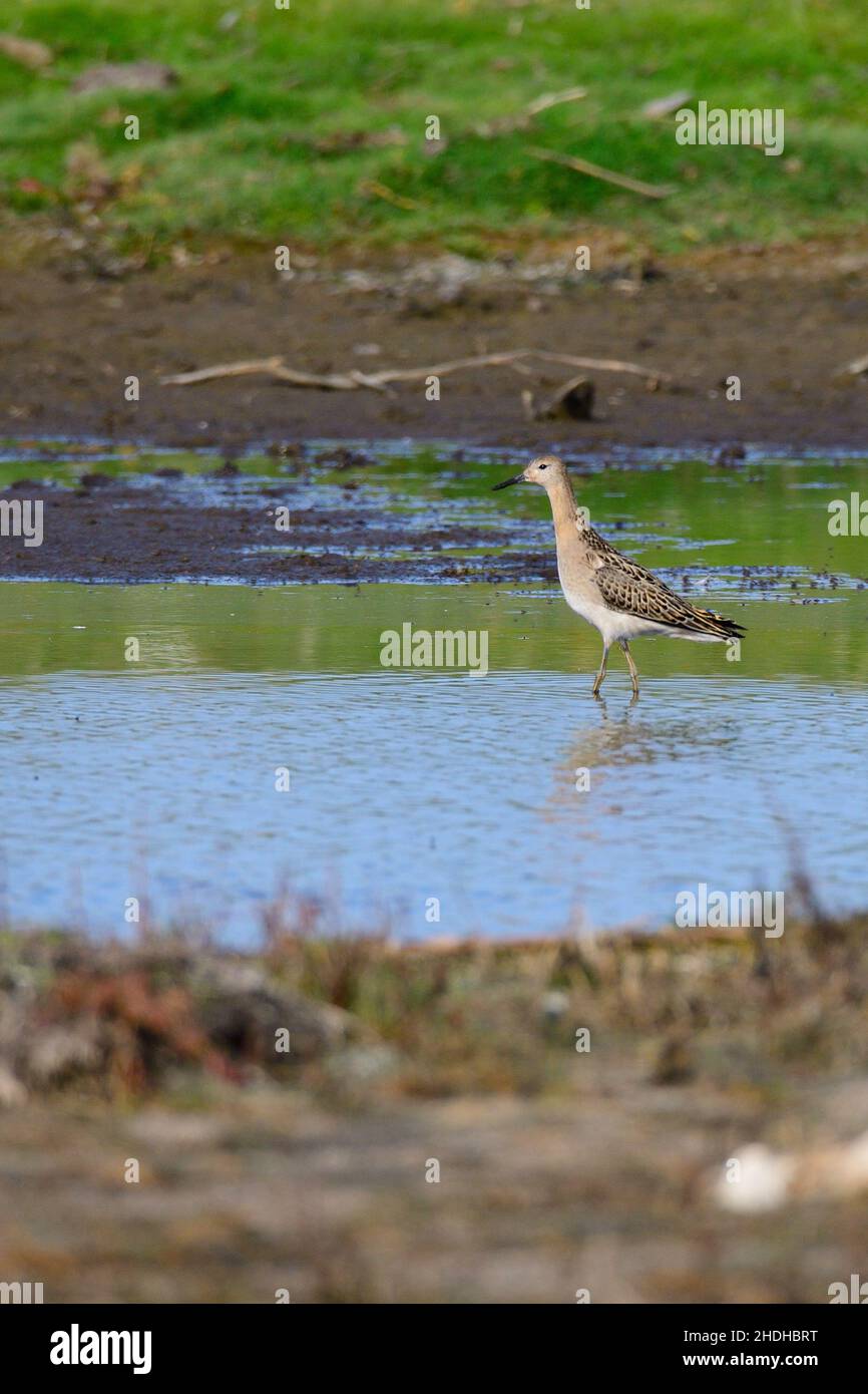 Ruff male bird hi-res stock photography and images - Alamy