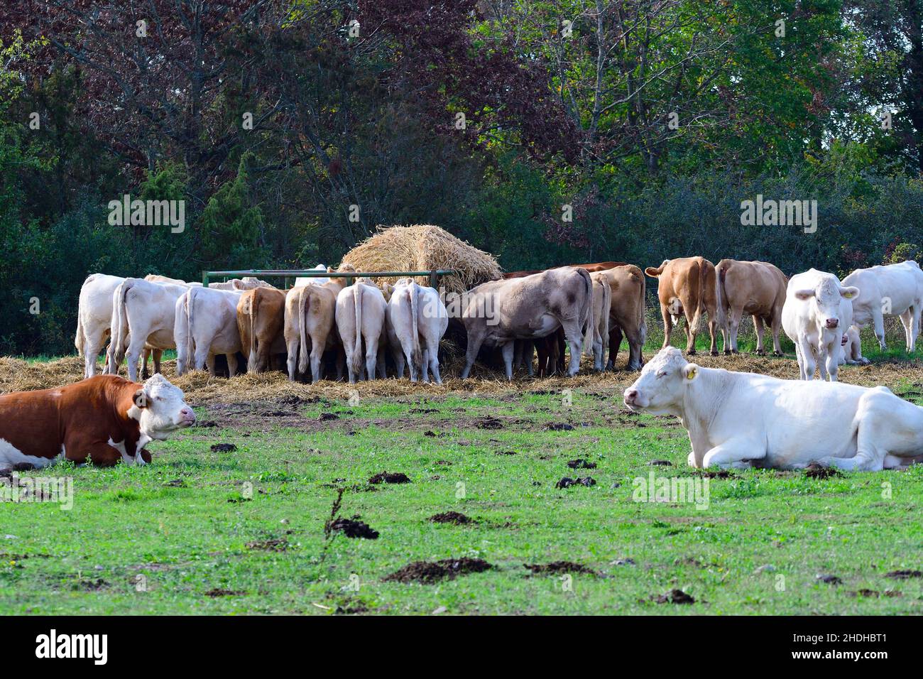 cattle herd, cattle herds Stock Photo - Alamy