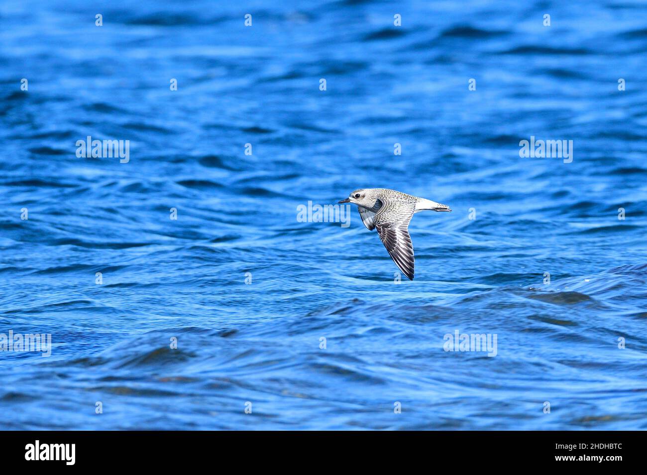 flying, grey plover, fly, to fly Stock Photo - Alamy