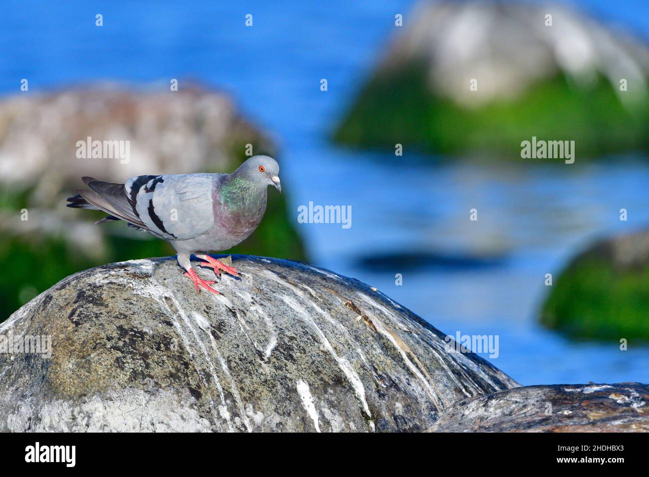 Stone dove hi-res stock photography and images - Alamy