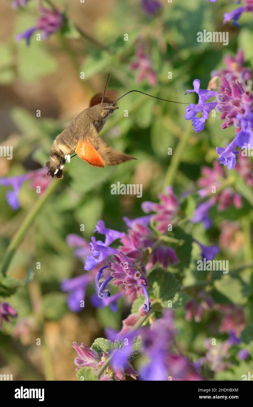 hummingbird hawk-moth, hummingbird hawk-moths Stock Photo - Alamy