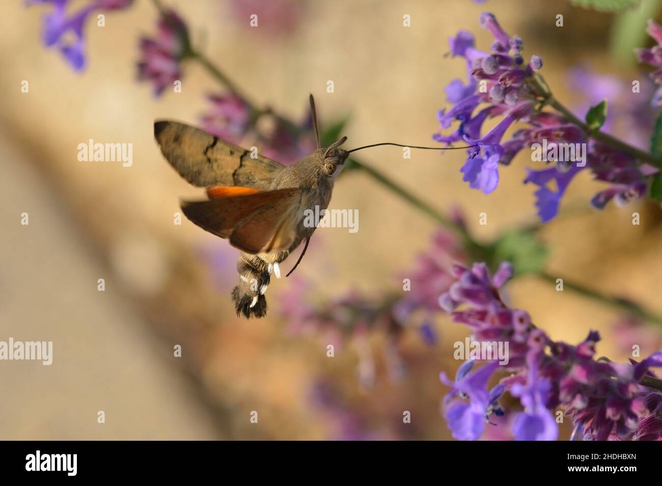 hummingbird hawk-moth, hummingbird hawk-moths Stock Photo - Alamy
