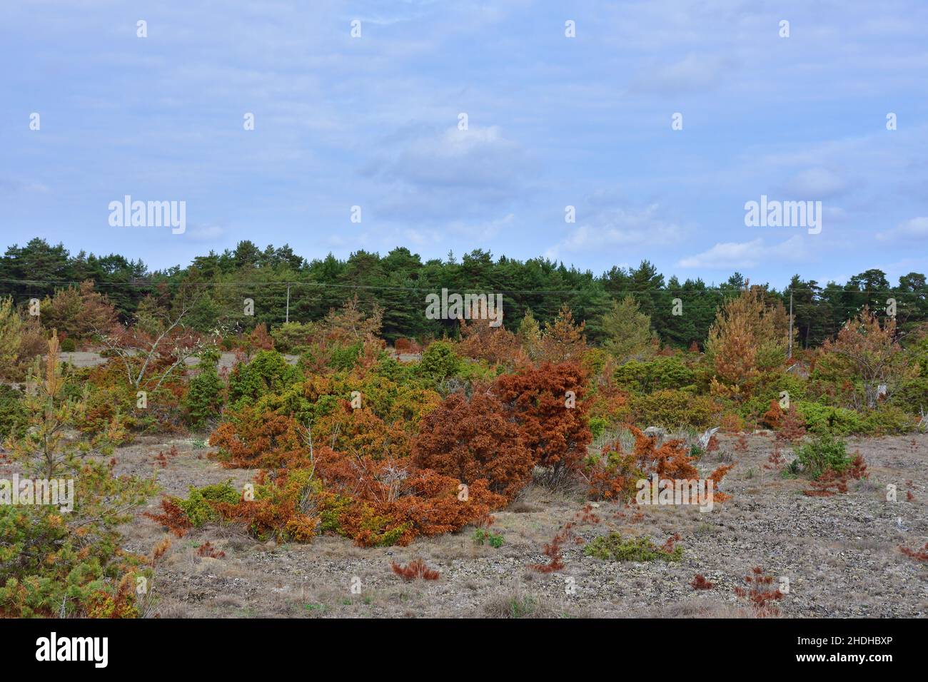 stora alvaret, alvar, limestone plateau Stock Photo - Alamy