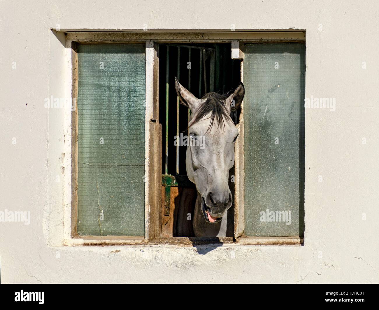 gray head of a horse looking out of an old partly opened stable window ...