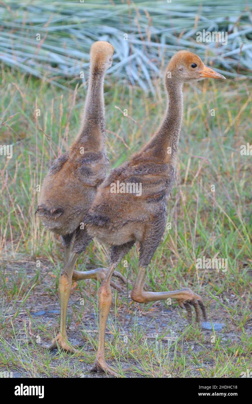 chicks, crane, baby chicken, baby duck, chicken baby, young bird, young ...