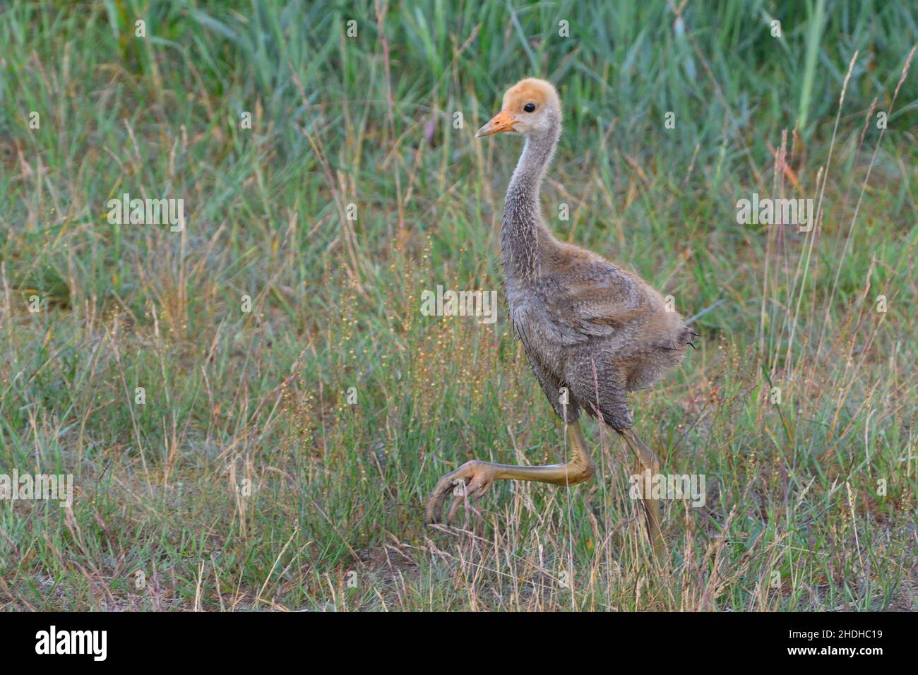 chicks, crane, baby chicken, baby duck, chicken baby, young bird, young ...