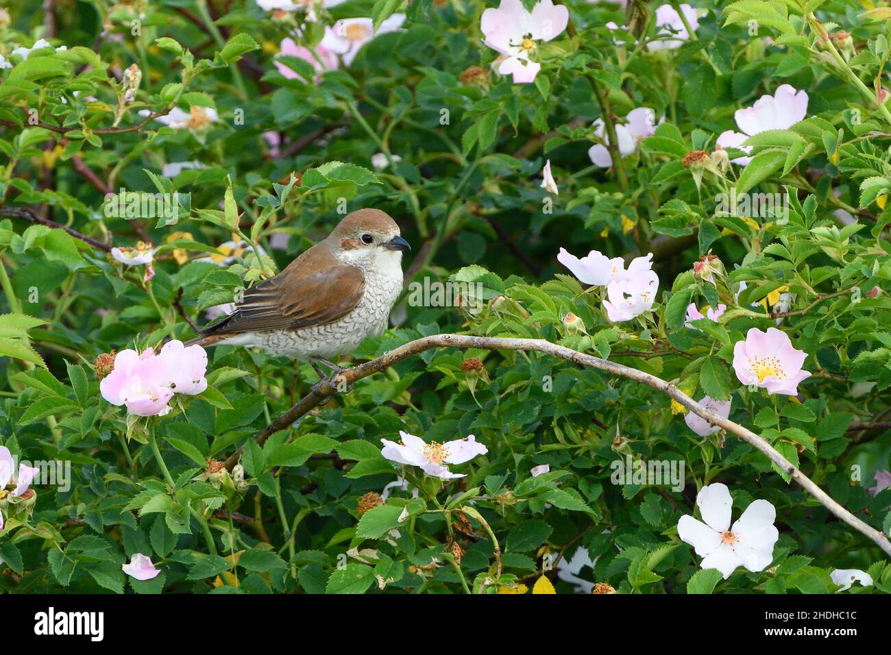 red backed shrike, red-backed shrikes Stock Photo - Alamy