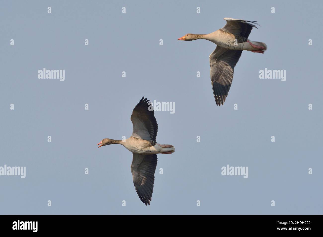 flying, greylag goose, fly, to fly, greylag gooses Stock Photo - Alamy