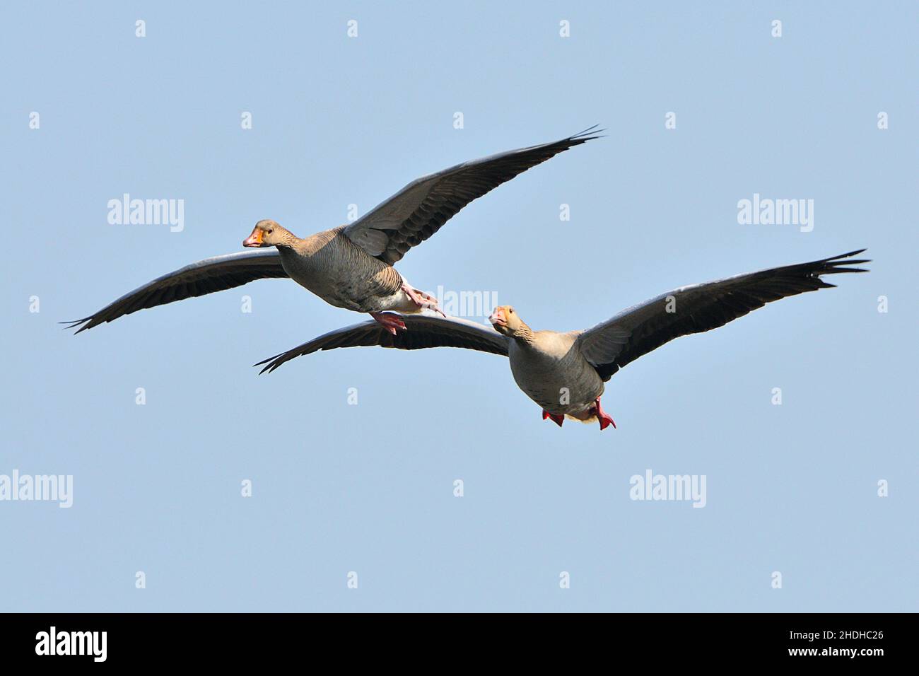 2 gooses hi-res stock photography and images - Alamy