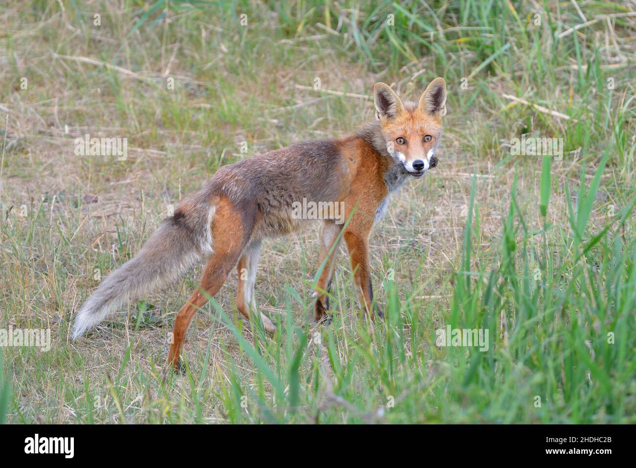 red fox, red foxs Stock Photo - Alamy