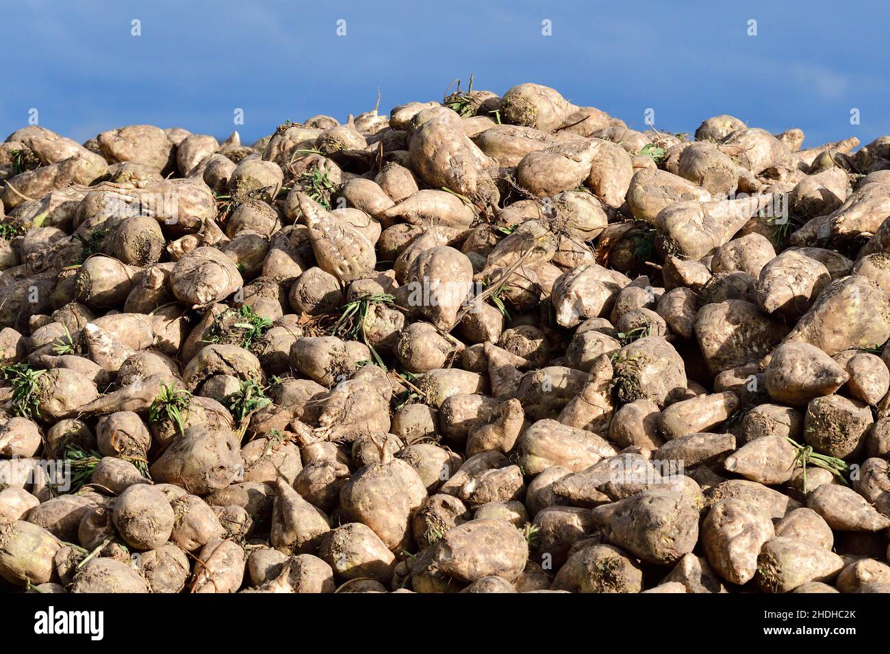 sugar beet, harvest, sugar beets, harvests Stock Photo - Alamy