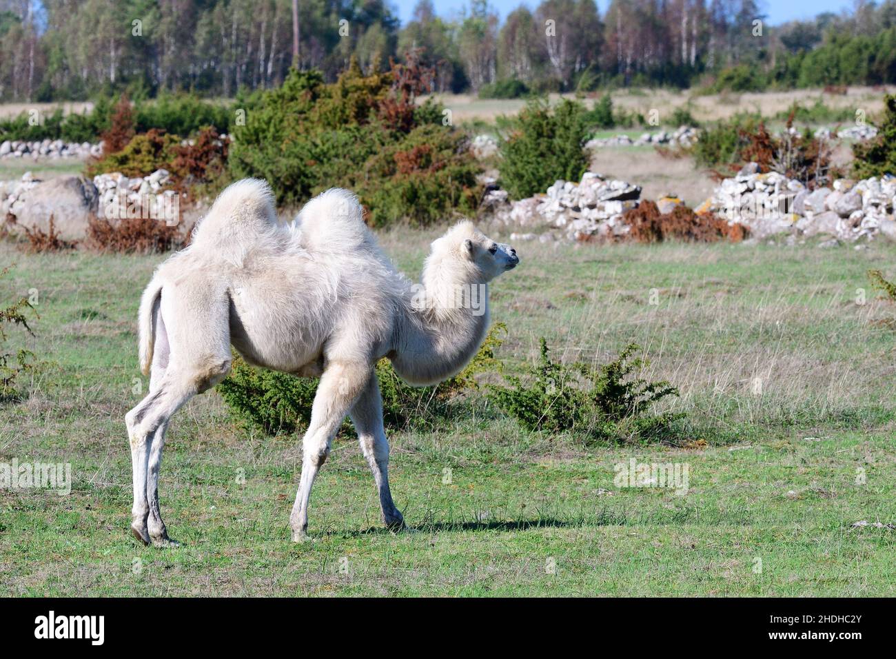 Camels side views hi-res stock photography and images - Alamy