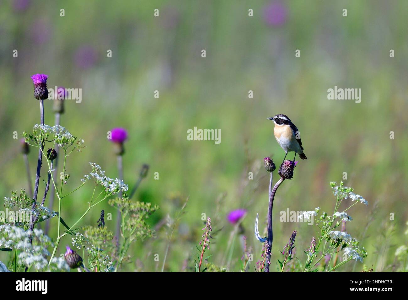 old world flycatcher Stock Photo - Alamy