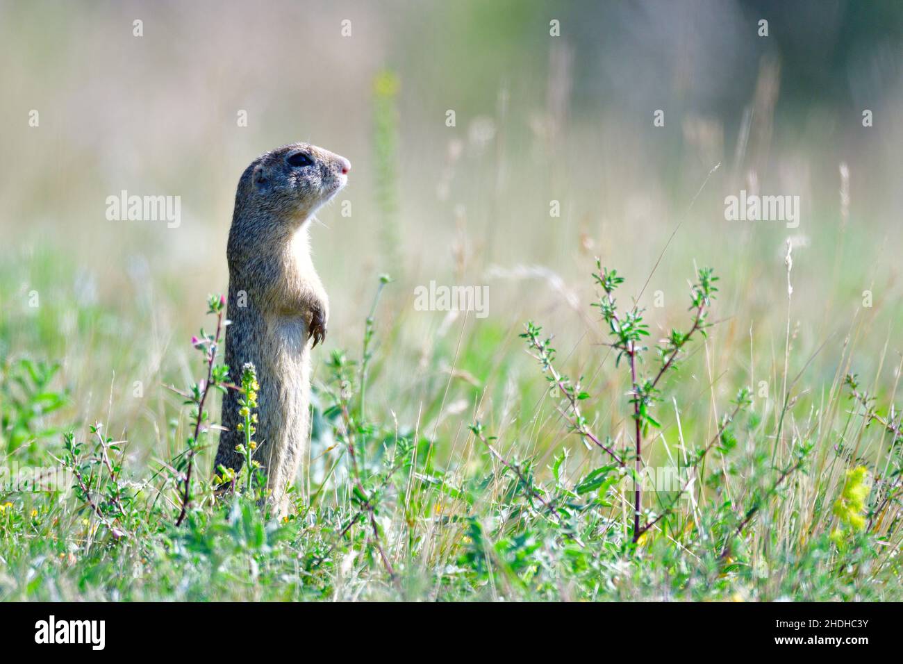 Eurasias hi-res stock photography and images - Alamy