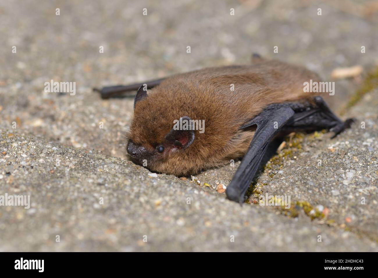 Noctule hi-res stock photography and images - Alamy