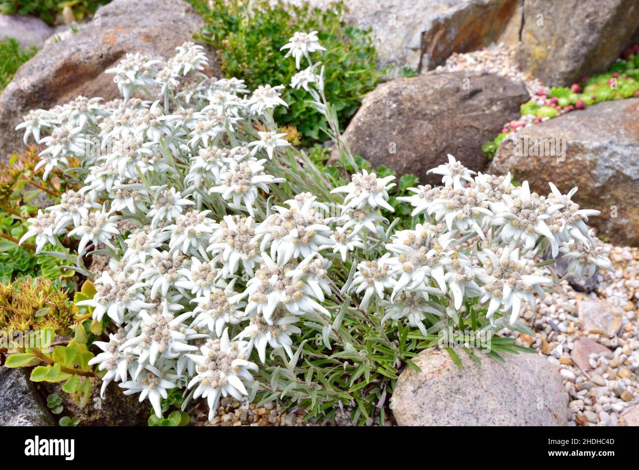 Edelweiss family hi-res stock photography and images - Alamy