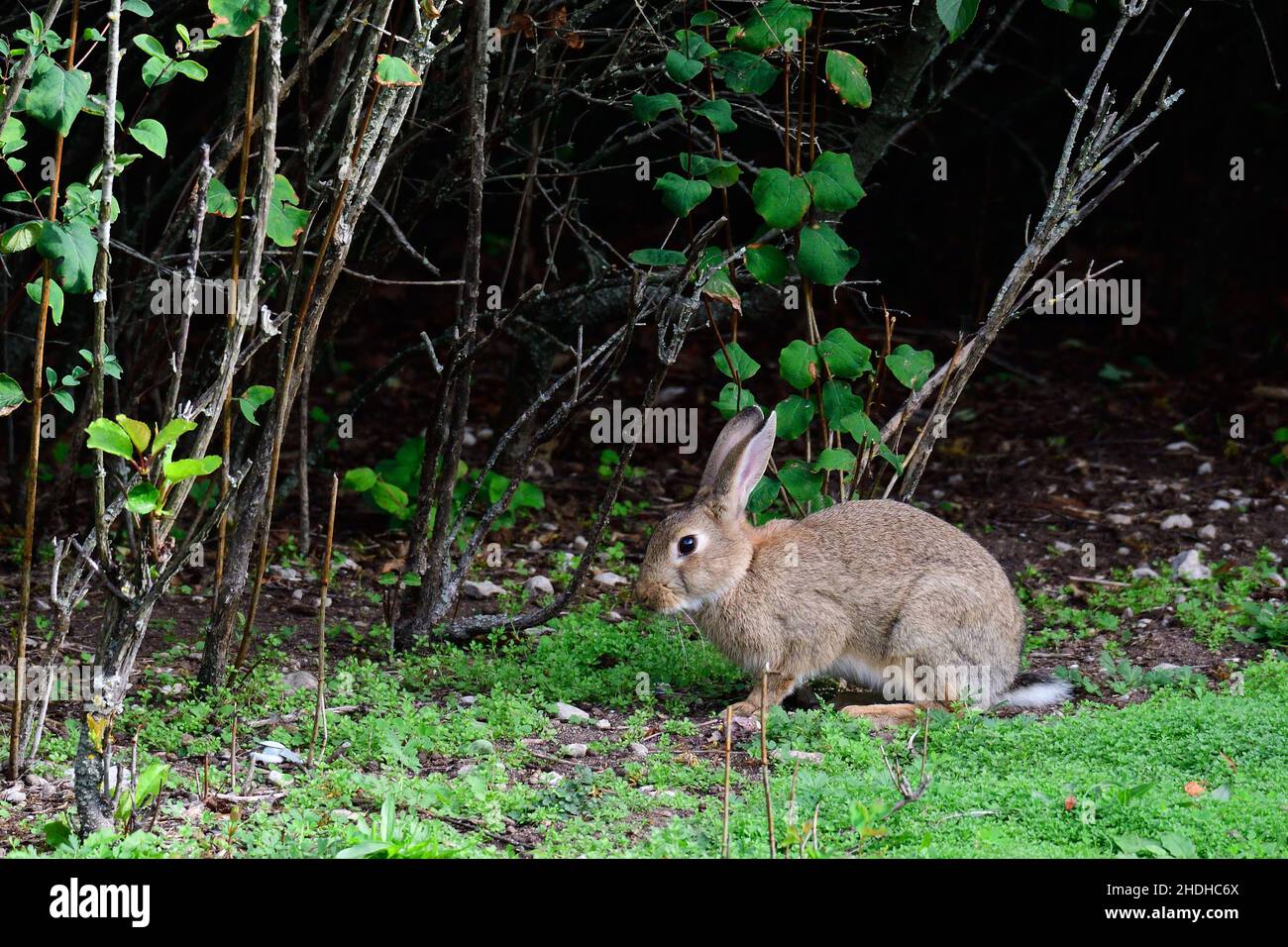 european rabbit, european rabbits Stock Photo - Alamy