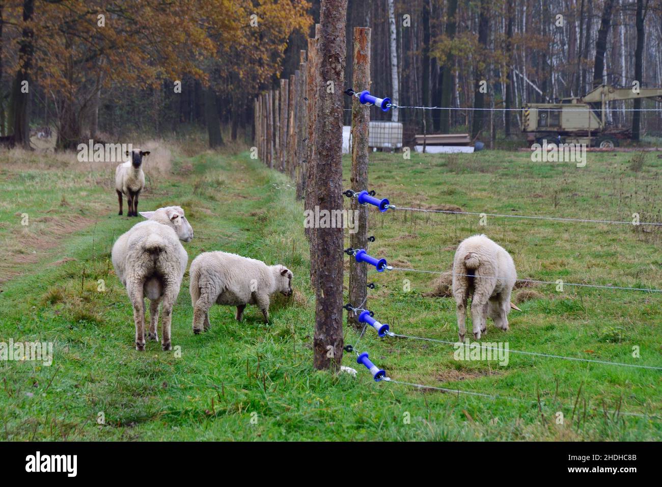 sheep, erupted, sheeps Stock Photo - Alamy