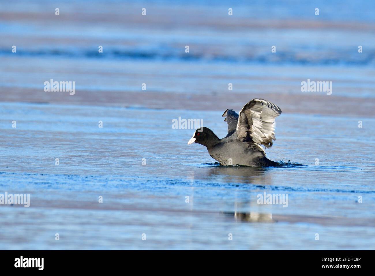 Frozens birds hi-res stock photography and images - Alamy