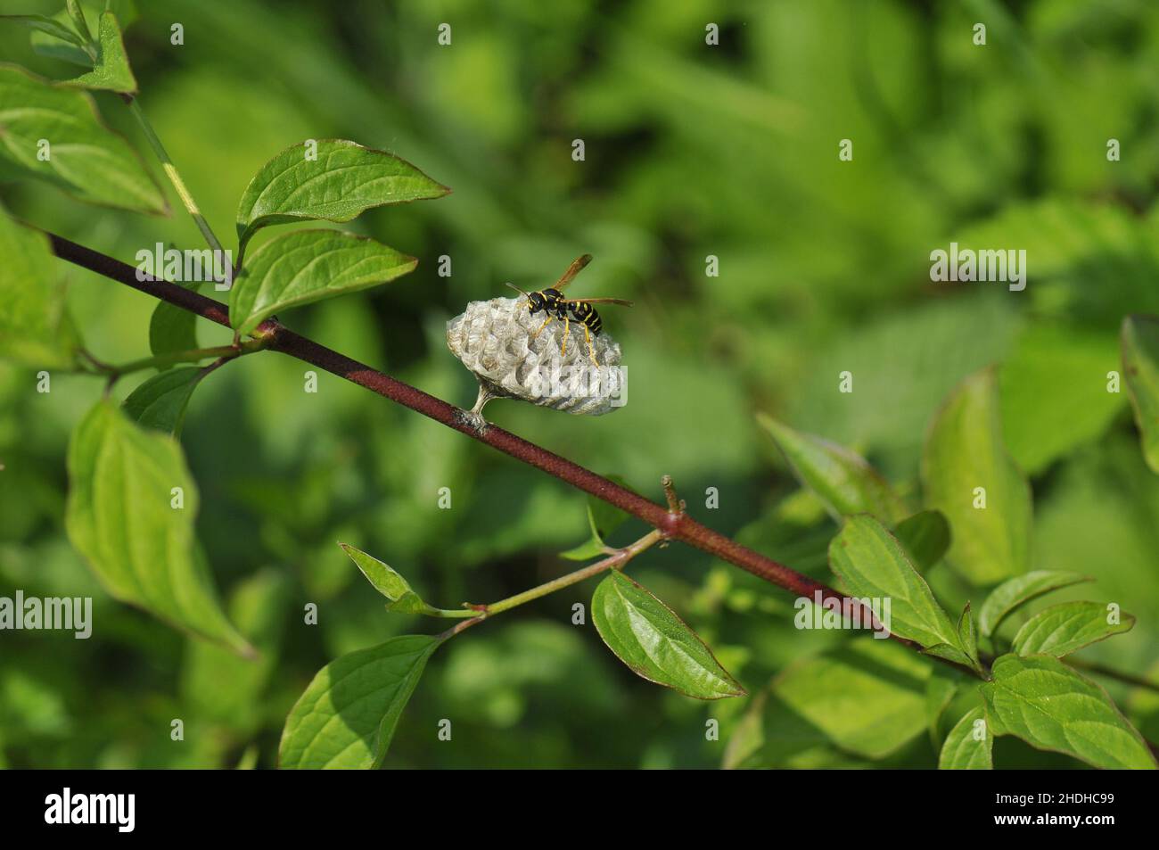 wasps nest, European paper wasp, wasps nests Stock Photo - Alamy