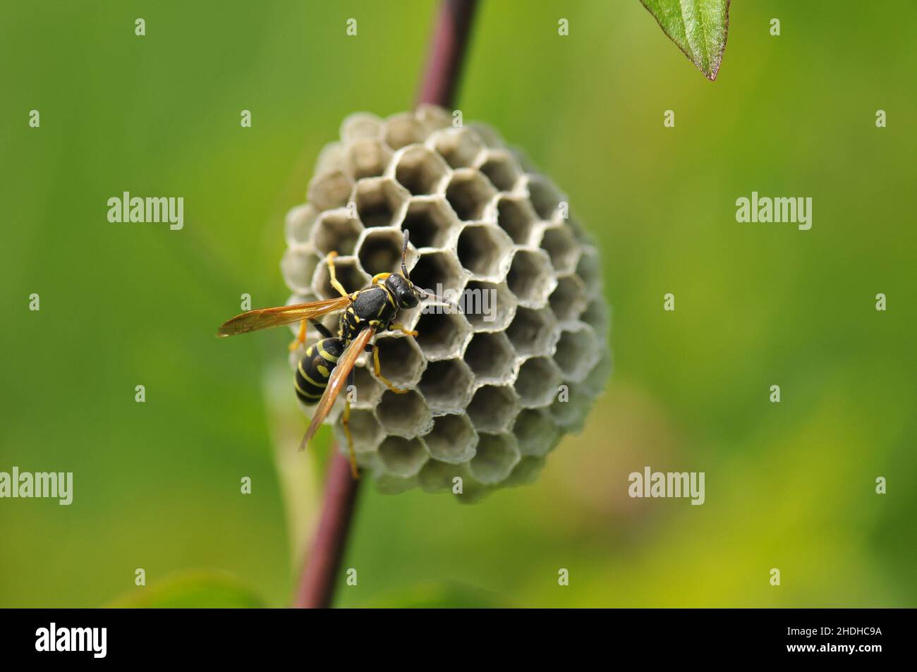 wasps nest, European paper wasp, wasps nests Stock Photo - Alamy