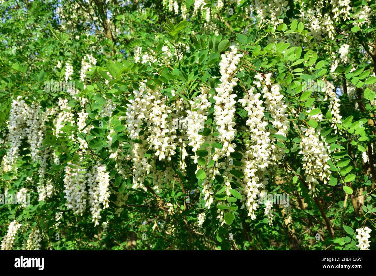 Robinia trees hi-res stock photography and images - Alamy