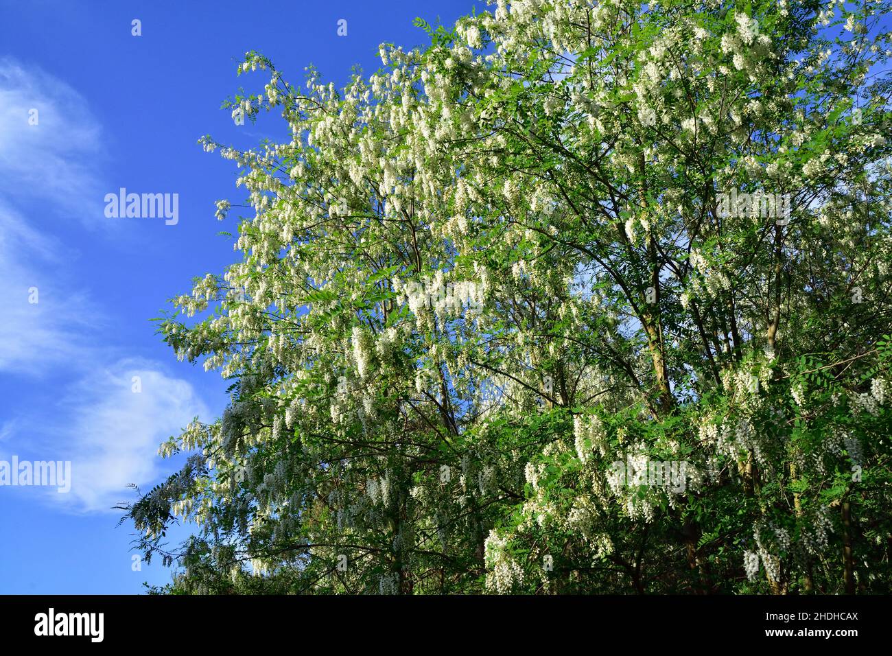 Robinias hi-res stock photography and images - Alamy
