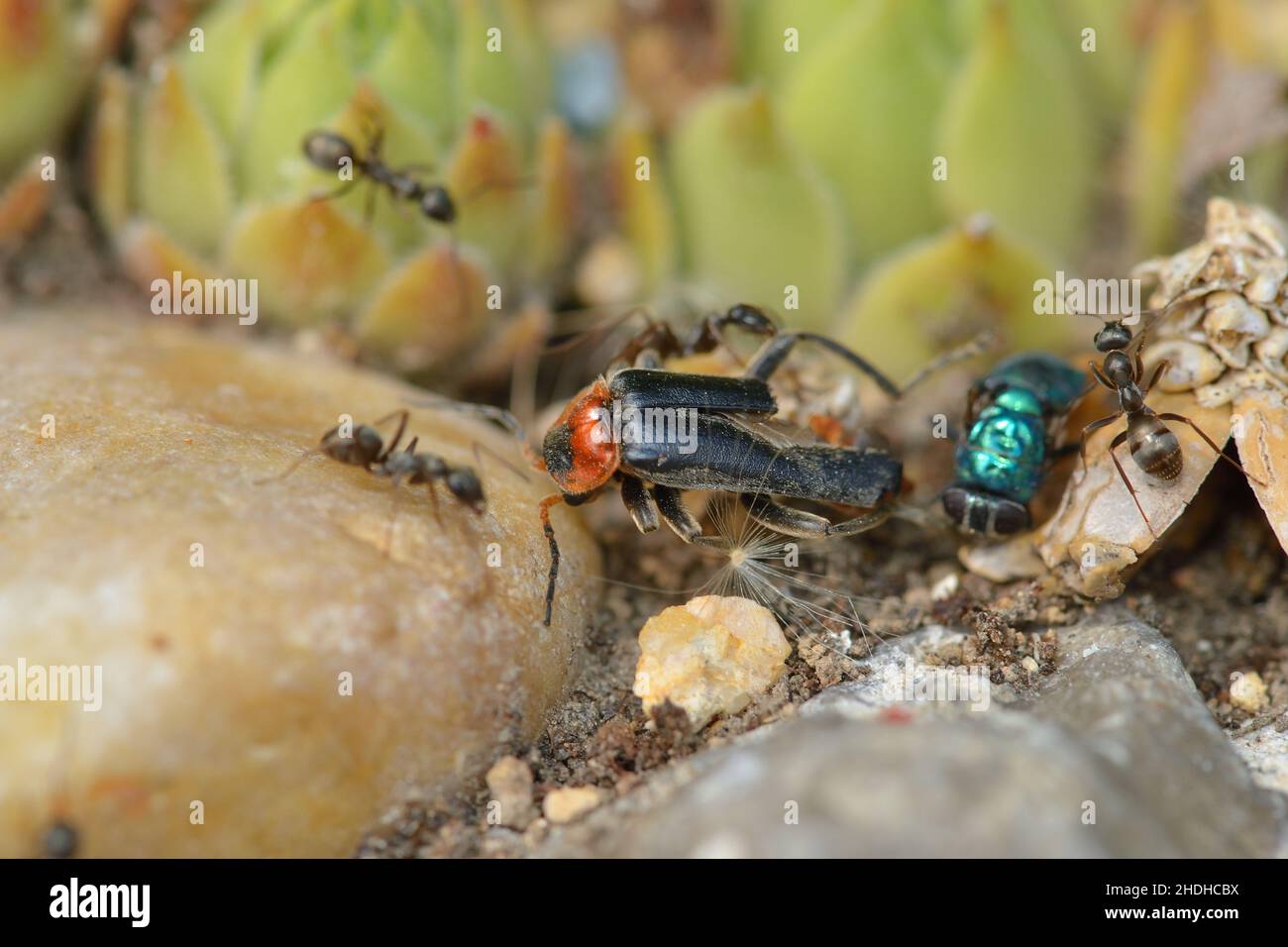 Insects of prey hi-res stock photography and images - Alamy
