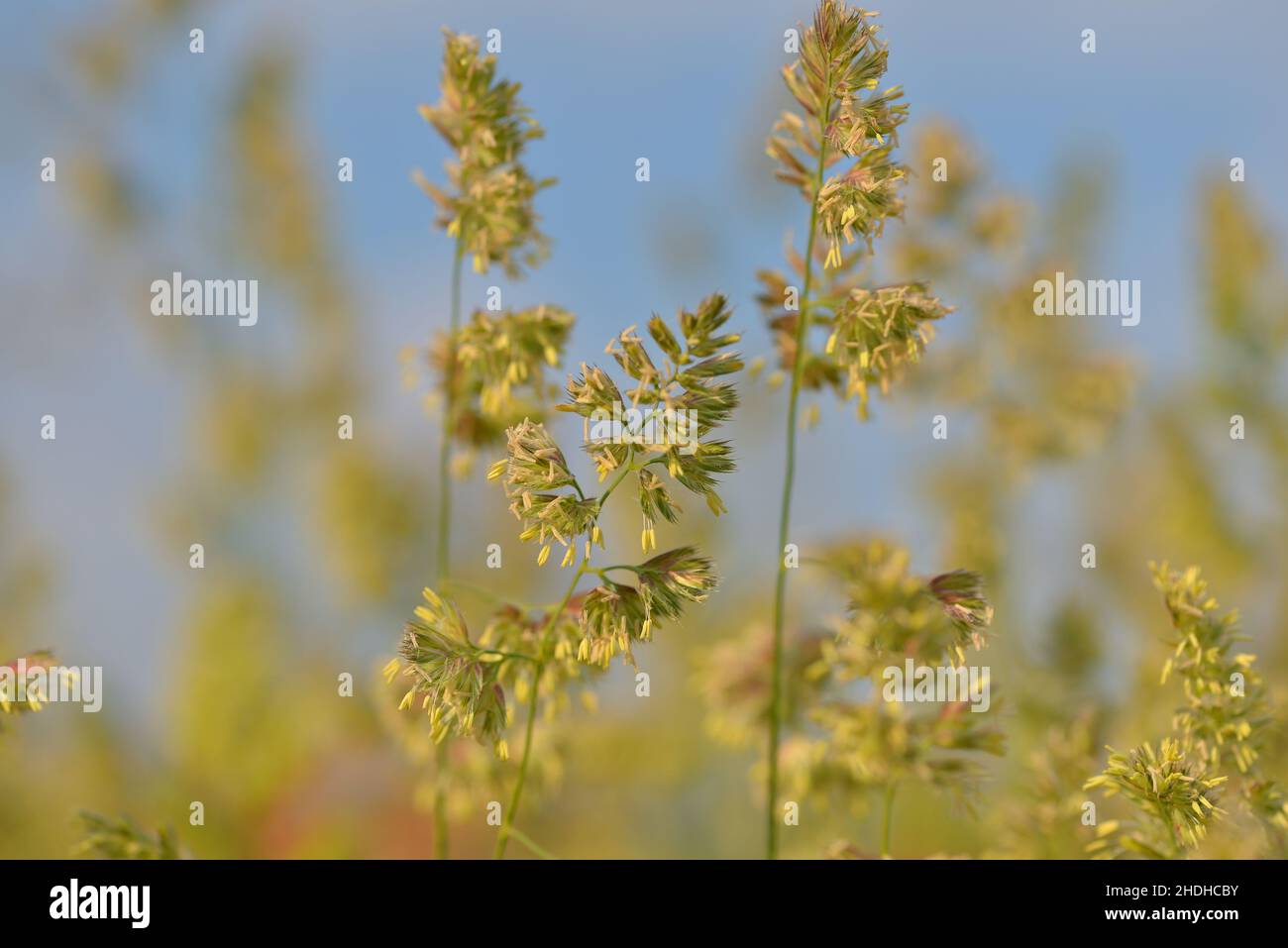 Plant dactylis glomerata hi-res stock photography and images - Alamy
