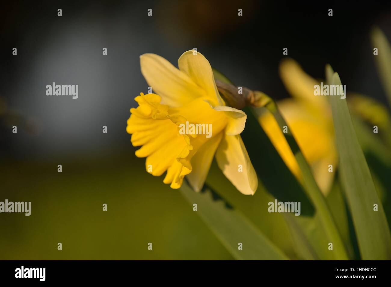 Daffodil days hi-res stock photography and images - Alamy