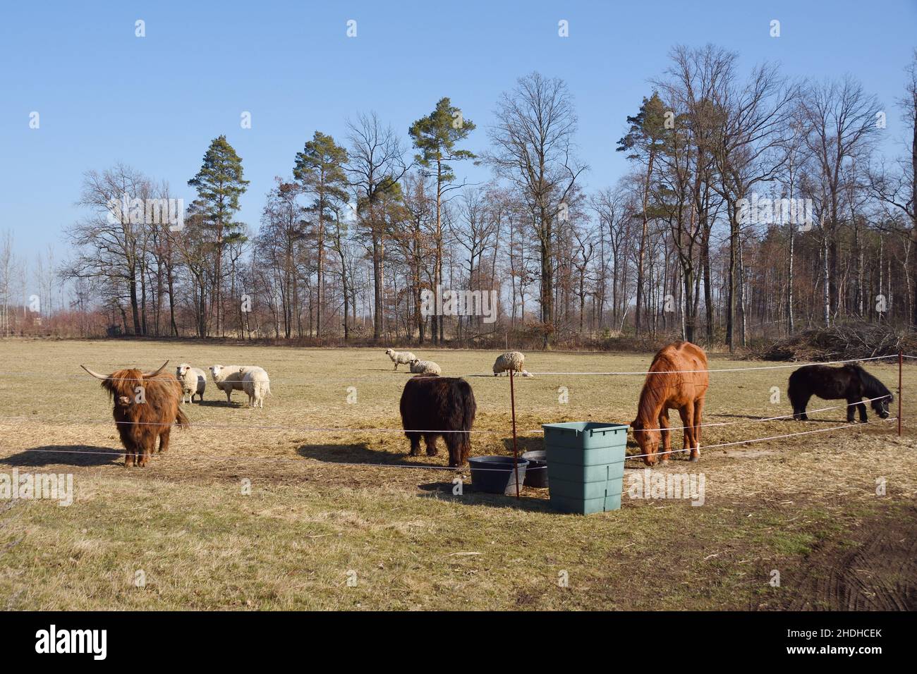 Homestead farm animals hi-res stock photography and images - Alamy