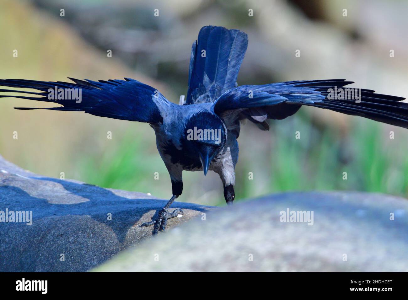 Crows are cool hi-res stock photography and images - Alamy