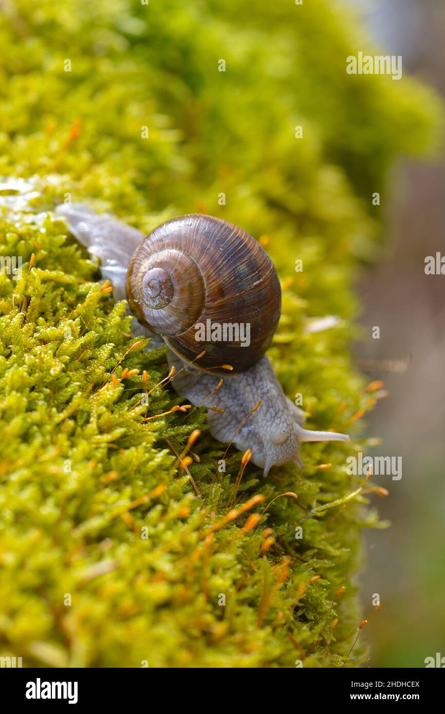 snail-shell, snail, snail-shells, snails Stock Photo - Alamy